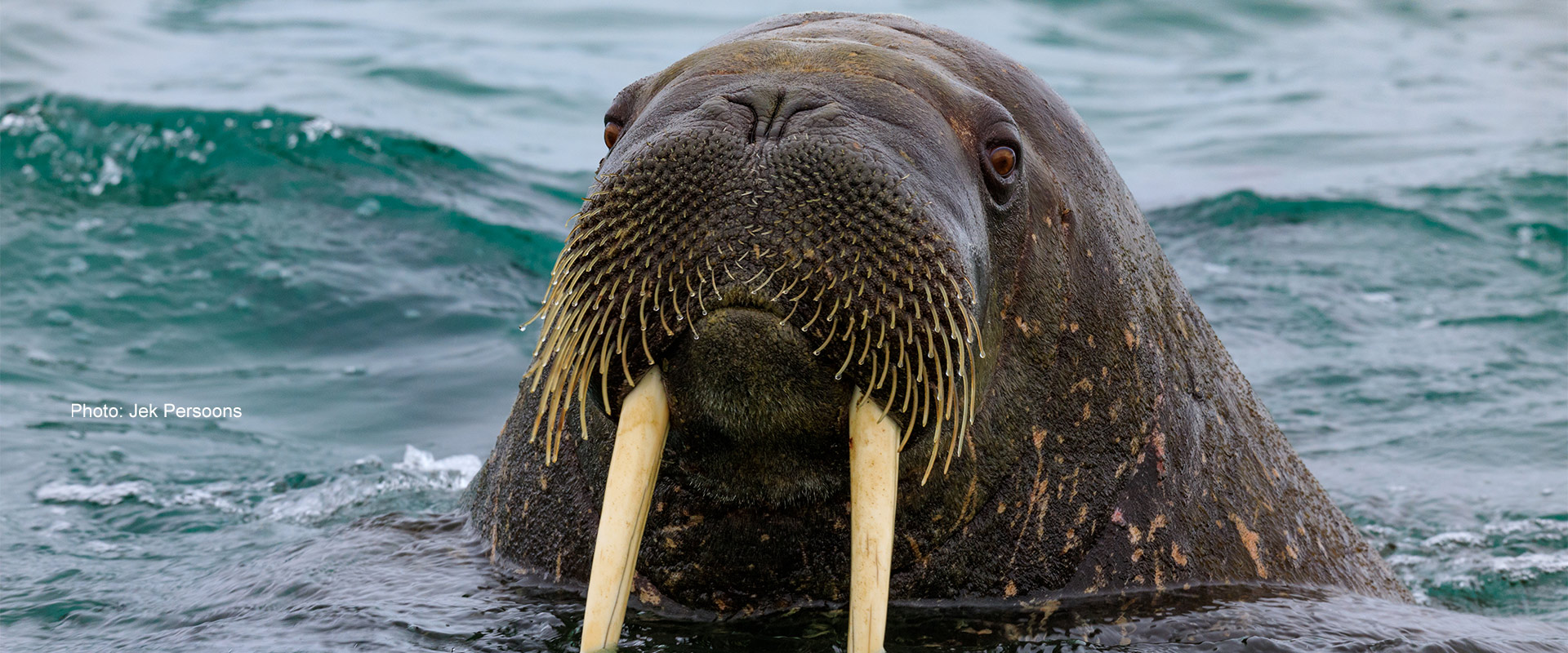 The Atlantic walrus - Timeless Arctic
