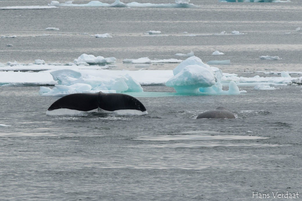 The bowhead whale – Timeless Arctic